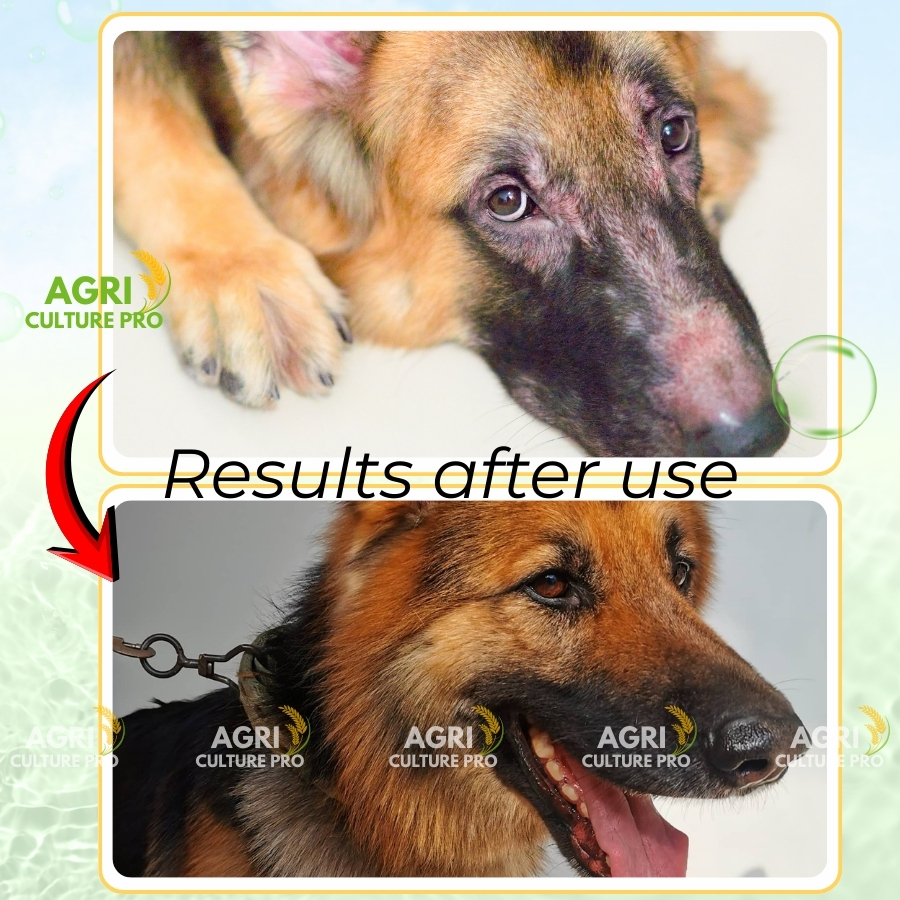 [SUPER SALE] Natural Pet Healing Oil | Reduces Redness & Inflammation ...