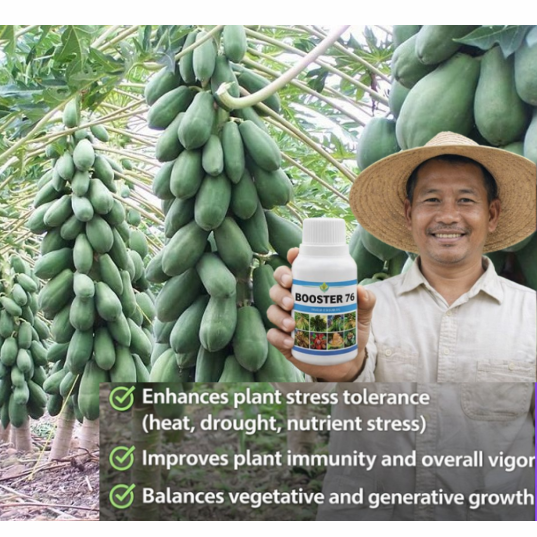 Booster 76 (500ml)/Organic Plant Fertilizer, Stimulates Flowering ...