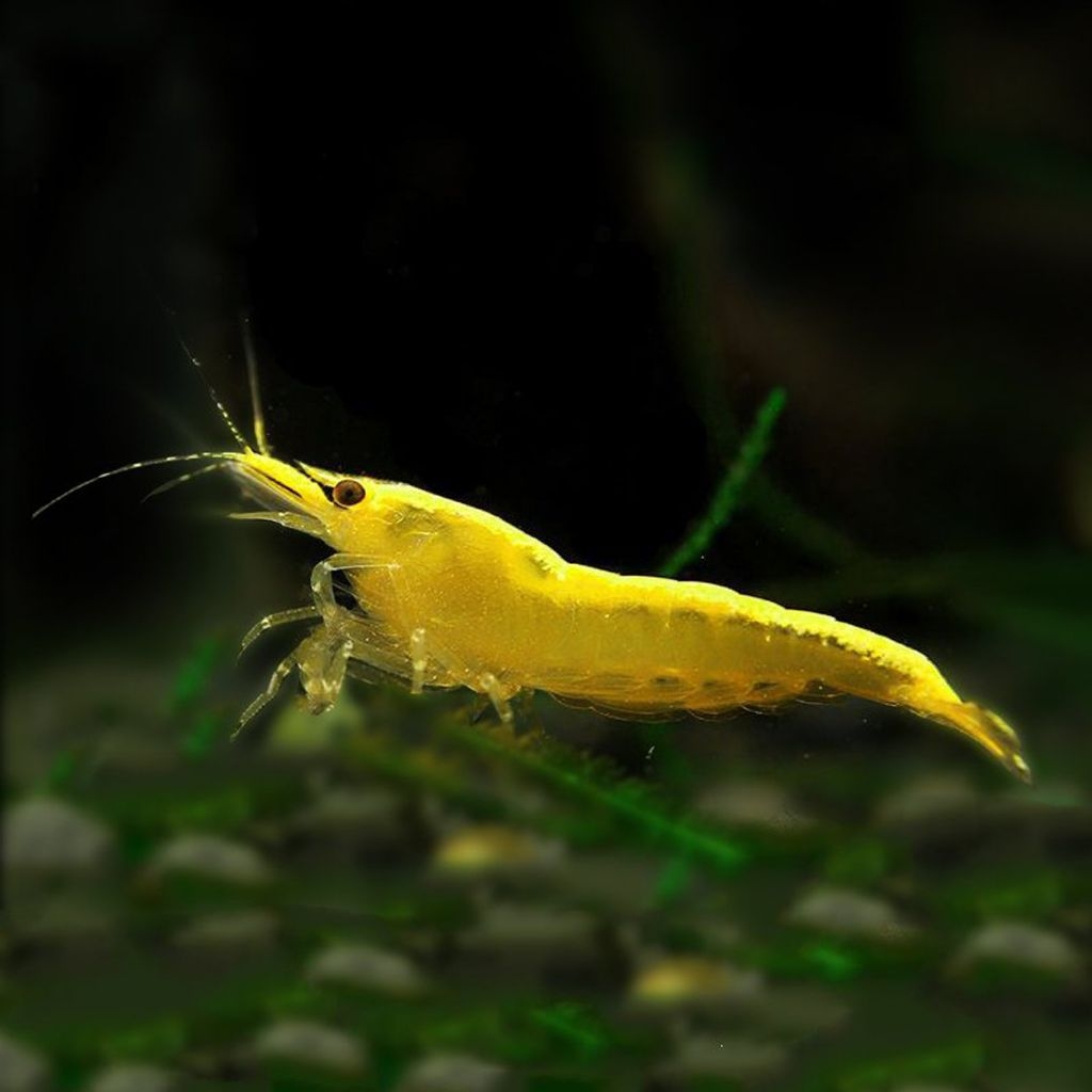 3pcs yellow golden back neocaridina shrimp best for aquarium decoration ...