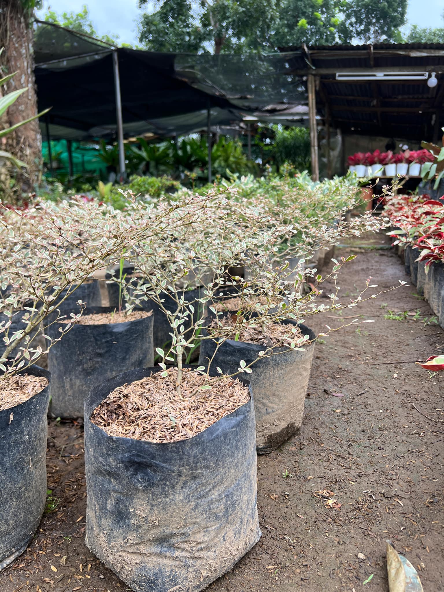 AFRICAN TALISAY LIVE WITH POT SOIL | Shopee Philippines