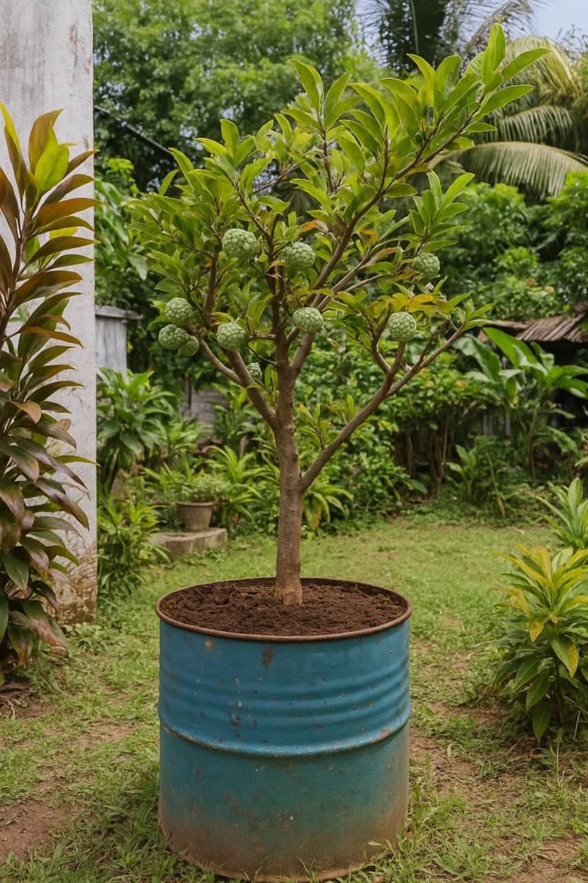 Grafted Giant Atis Live Seedling Plant – Sugar Apple Fruit Tree, Sweet ...