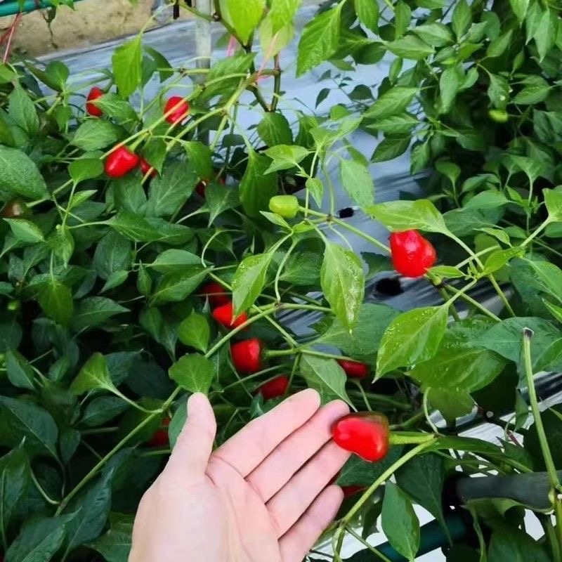 ( 100 seeds ) Siling Labuyo Hybrid - Hot Pepper Taiwan Chili Seeds ...