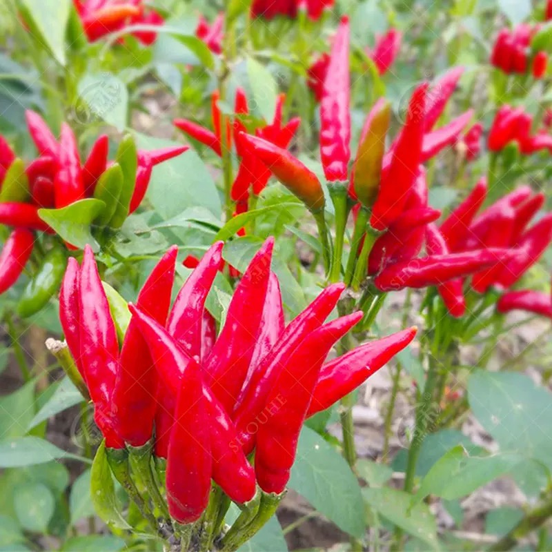 (100Seeds)-Chili seeds SILI PANIGANG / Siling Haba / Hot Pepper Green ...