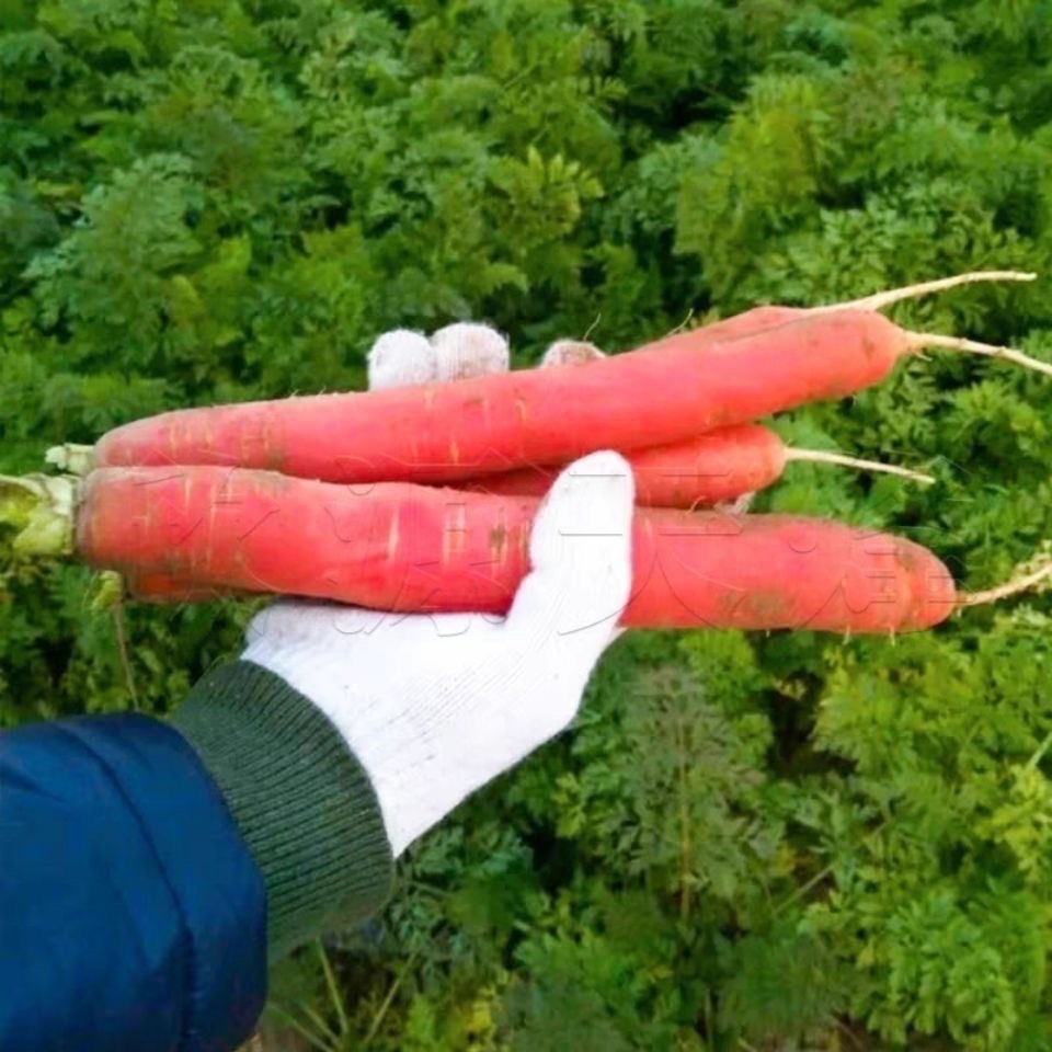 (1000 pcs) Kuroda Carrots Seeds Potted Carrot Plant Veggie Seeds ...
