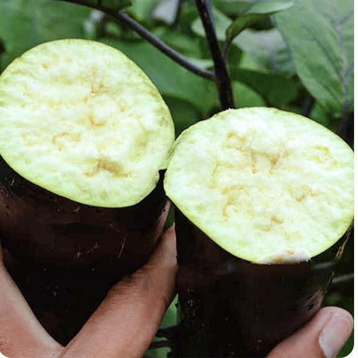 100 seeds Fresh Long Purple Eggplant Seeds Talong Seeds for Planting ...