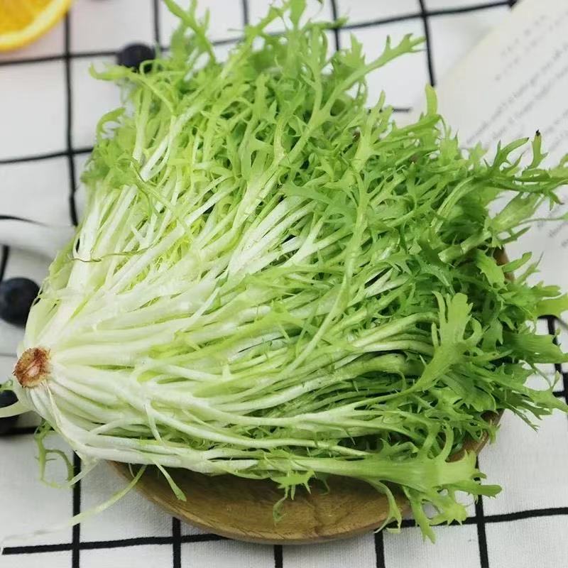 500 SEEDS of MIZUNA LETTUCE / JAPANESE MUSTARD / SPIDER MUSTARD ...