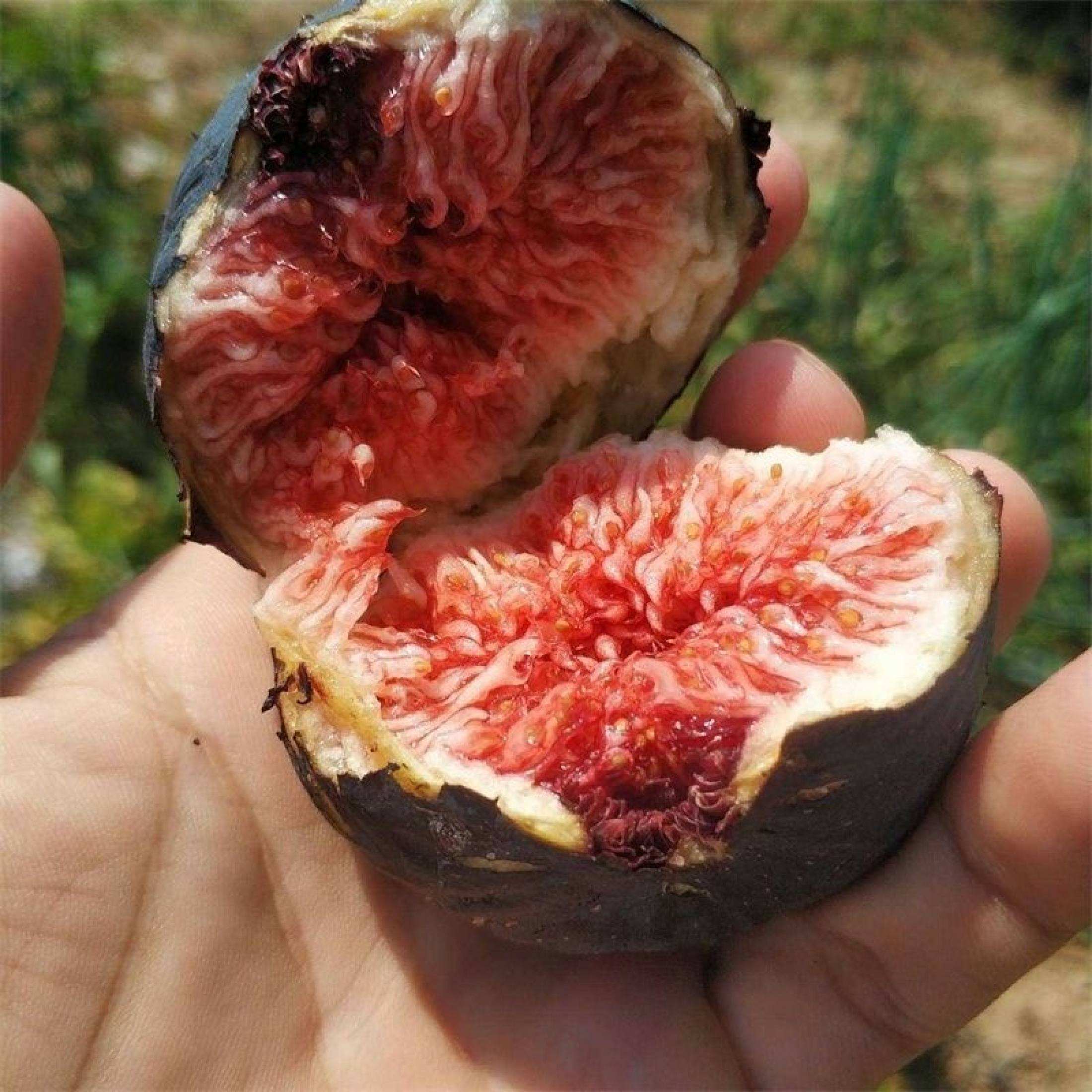 200seeds/pack Rare Fig Tree Seeds for Planting-Tropical Ficus Carica ...