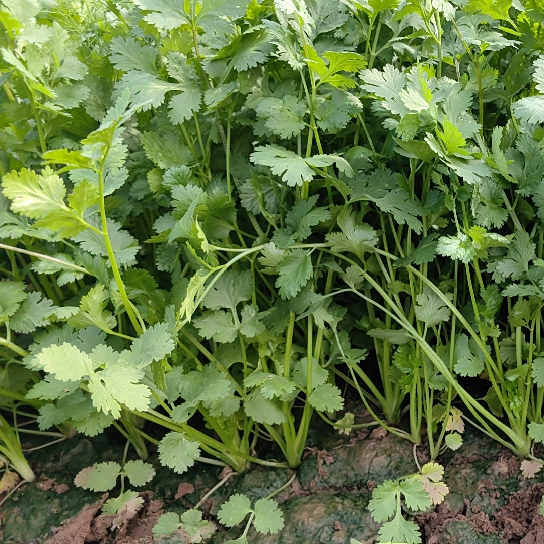 Cilantro / Wansoy / Coriander seeds (High Germination) 100seeds ...