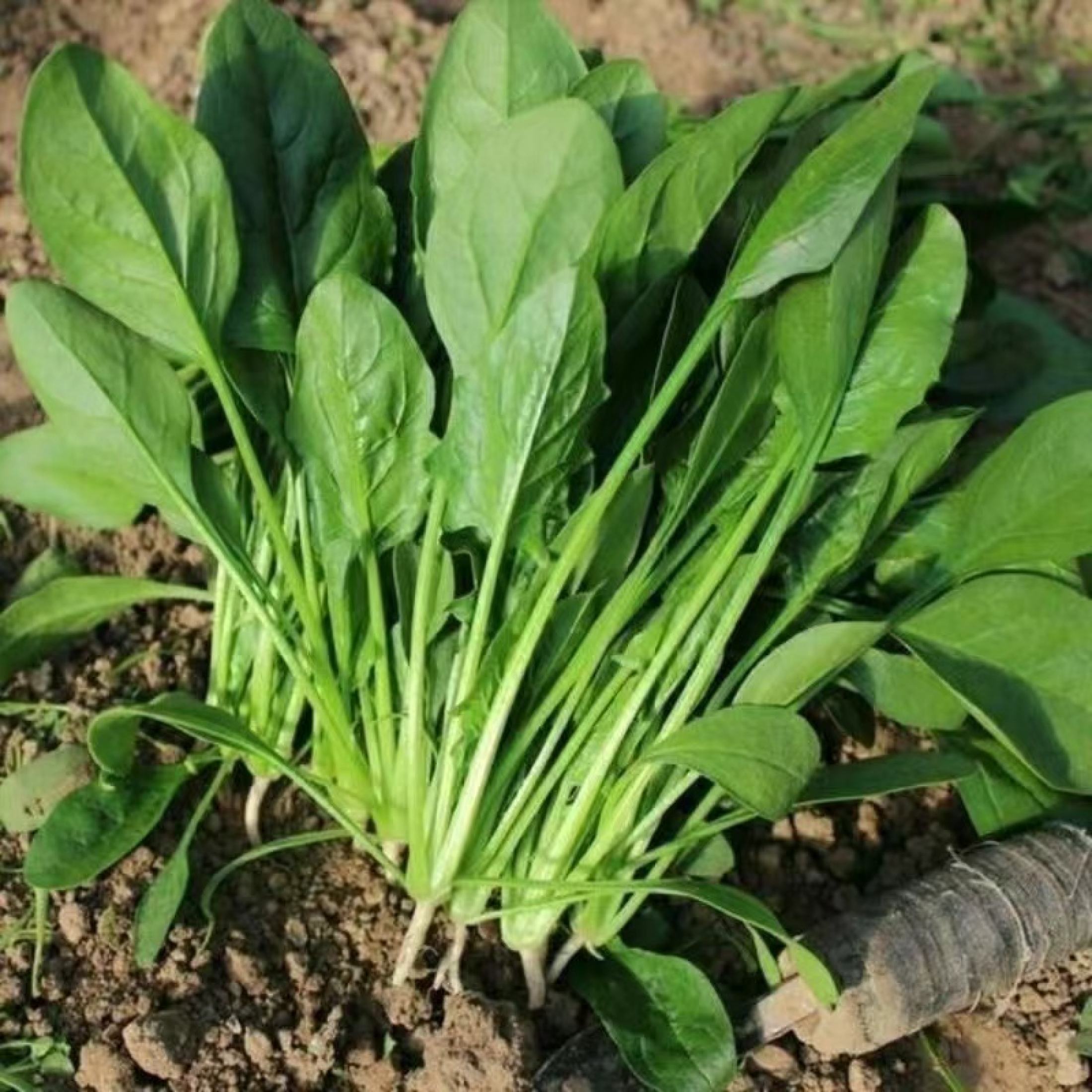 GREEN SPINACH SEEDS / (200 seeds)AMARANTH SEEDS | Shopee Philippines