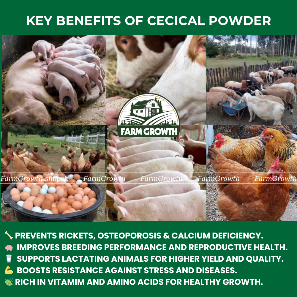 Cecical Powder 1kg for Pig | Bone Strength & Fertility Booster for ...