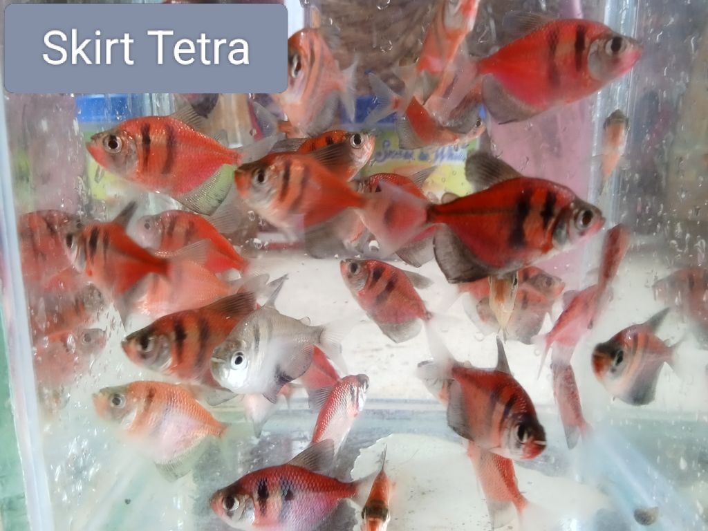 Sticker & Skirt Tetra (5pcs) | Shopee Philippines