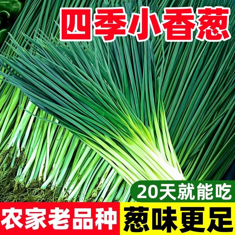(500 SEEDS) DAHON NG SIBUYAS/BUNCHING ONION -/JAKKOU VARIETY/EASY TO ...