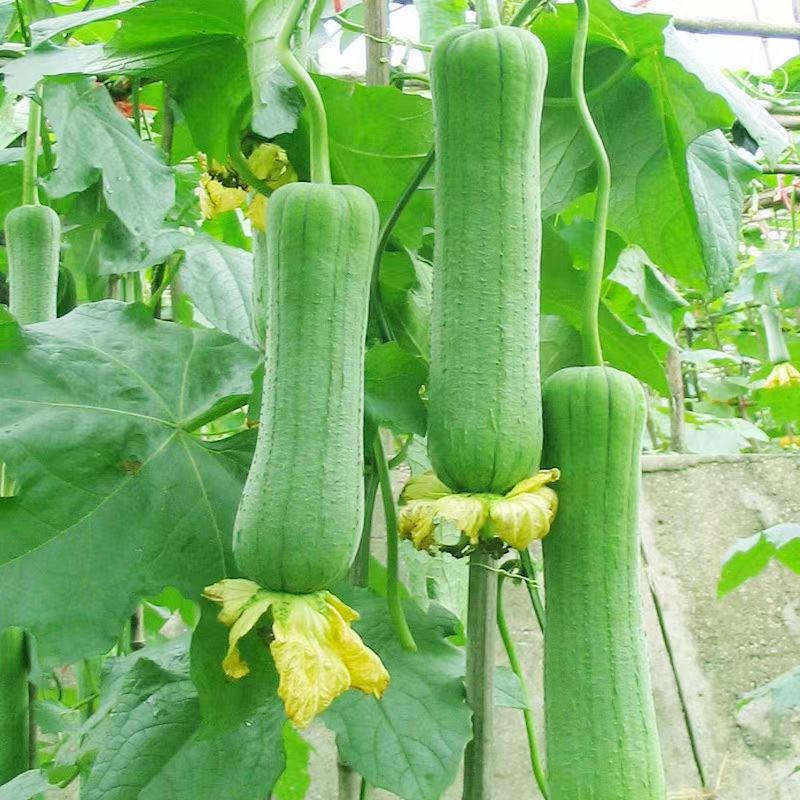 20 Pcs Patola Smooth Seeds/Pot Rattan Smooth Patola Vegetable seeds ...