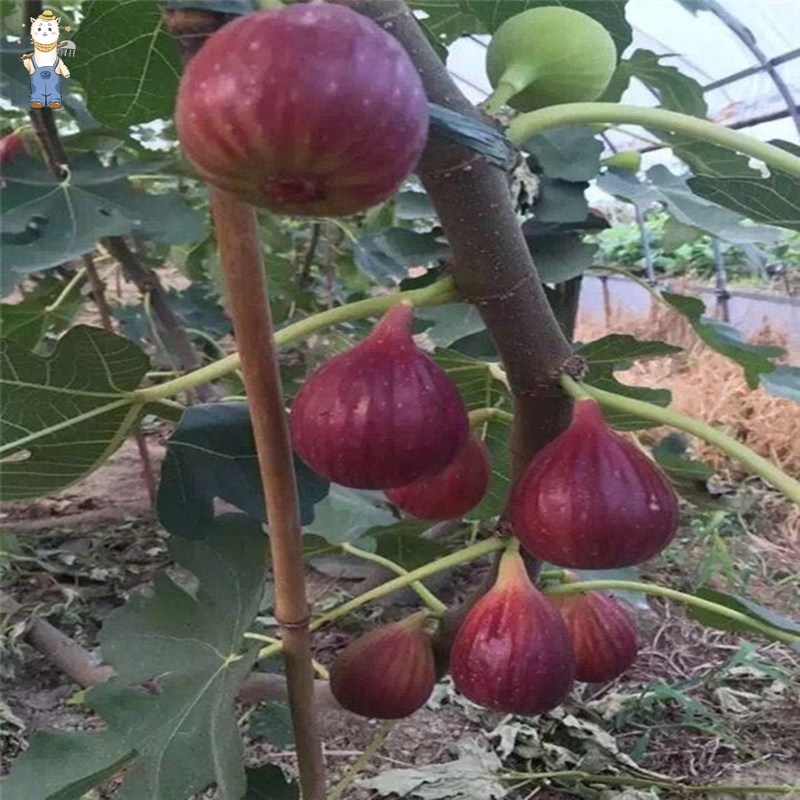 (600 seeds) Dwarf Fig Tree Seeds for Planting Fruits Edible Ficus ...
