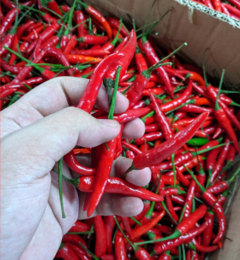 100seeds Siling Labuyo Hybrid-Hot Pepper Taiwan Chili /Siling Taiwan ...