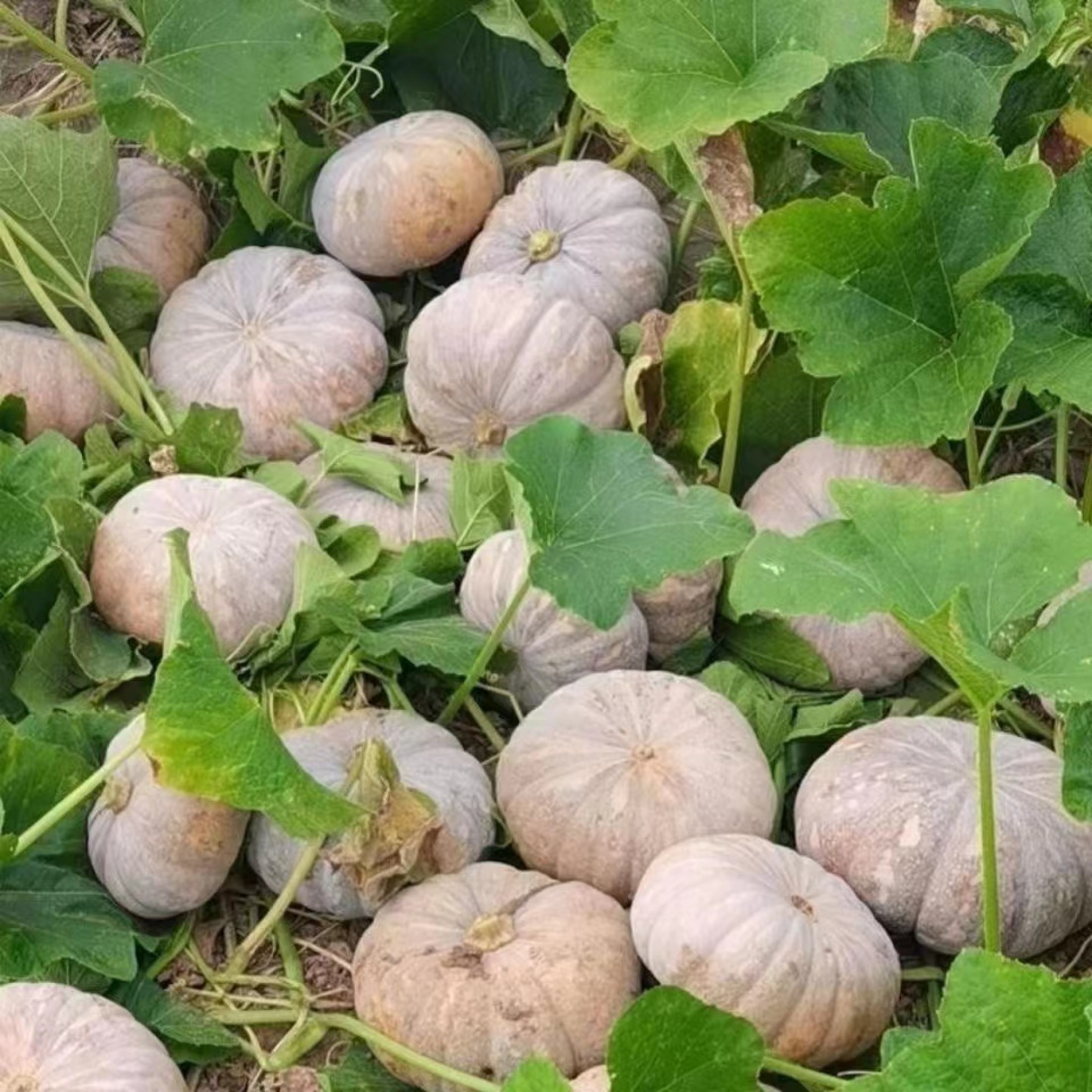 Squash Seeds - (20seeds) High Yielding SQUASH Vegetable Seeds | Shopee ...