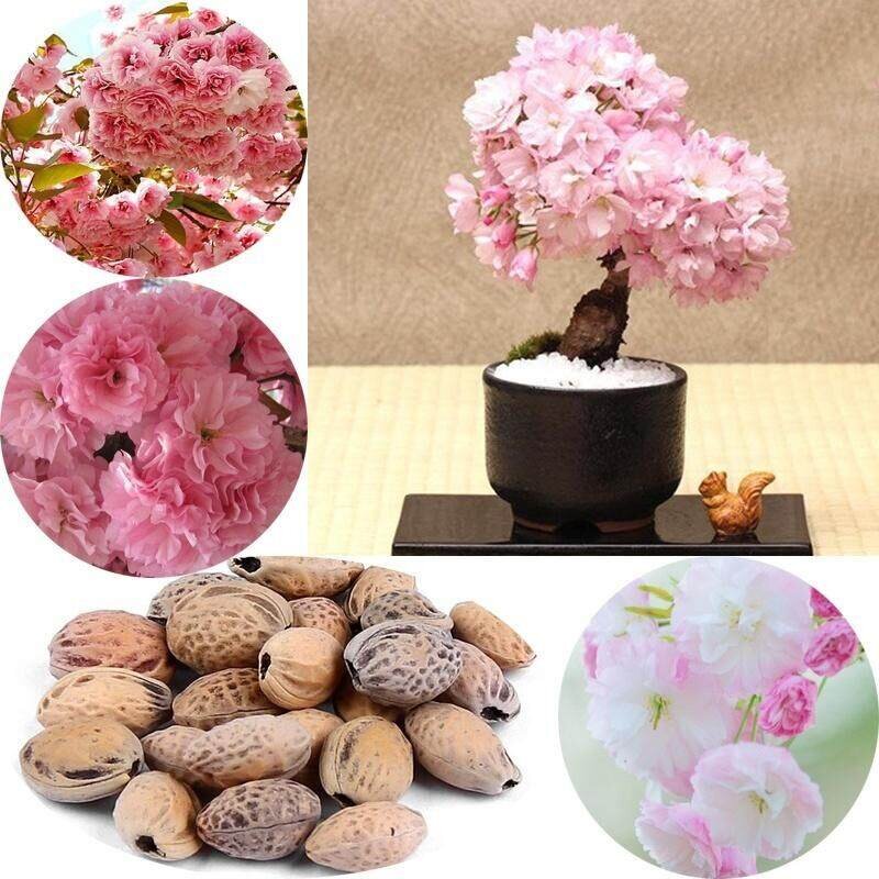 20seeds Japanese Sakura Seeds for Planting Potted Plants Garden ...