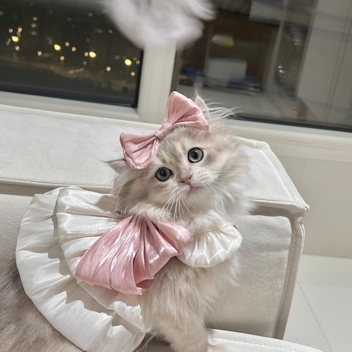 Dog Princess Bowknot Dress | Teddy/Bichon Puppy Ruffle Dress | Reusable ...