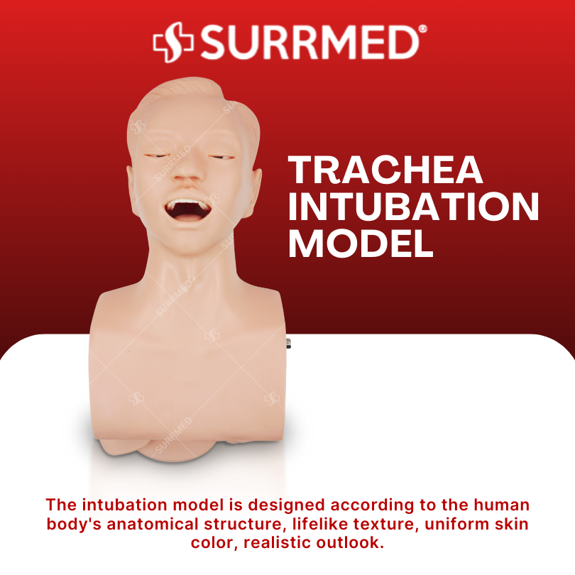 SURRMED Trachea Intubation Model | Airway Management Trainer for ...