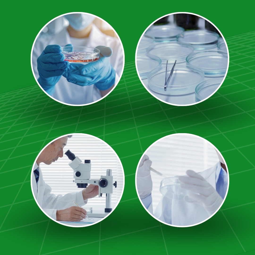 SURRMED Petri Dish Plastic or Glass Laboratory Culture Plate for ...