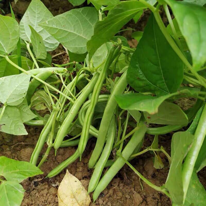 ( 20 seeds )BAGUIO BEANS French Bean Seeds- Snap Beans / Green Beans ...