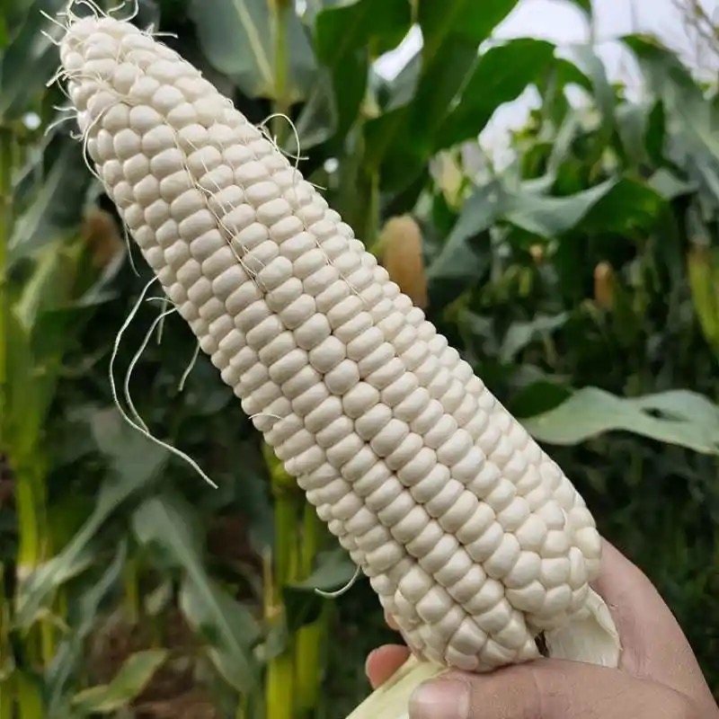 (20 seeds) WHITE LAGKITAN CORN - Waxy Corn | Shopee Philippines