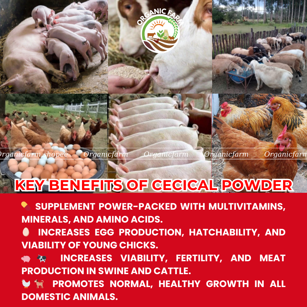 [Buy 1 get 1] V-22 Powder 1kg Complete Vitamin & Mineral Support for ...