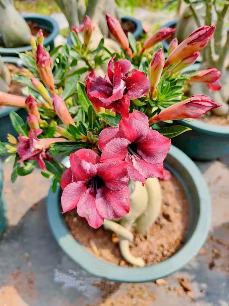 100 Seeds Adenium Double Petal Seeds High Germinaton Tropical Flower ...