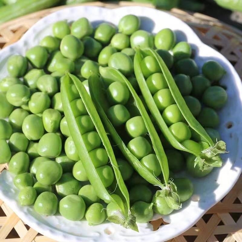 SNOW PEA - ( 20 seeds ) Sitsaro / Chinese Pea / Snow Peas | Shopee ...