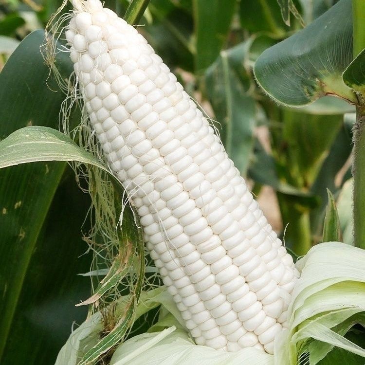 20 Seed WHITE LAGKITAN CORN for Planting Organic Fruit Seeds Real ...