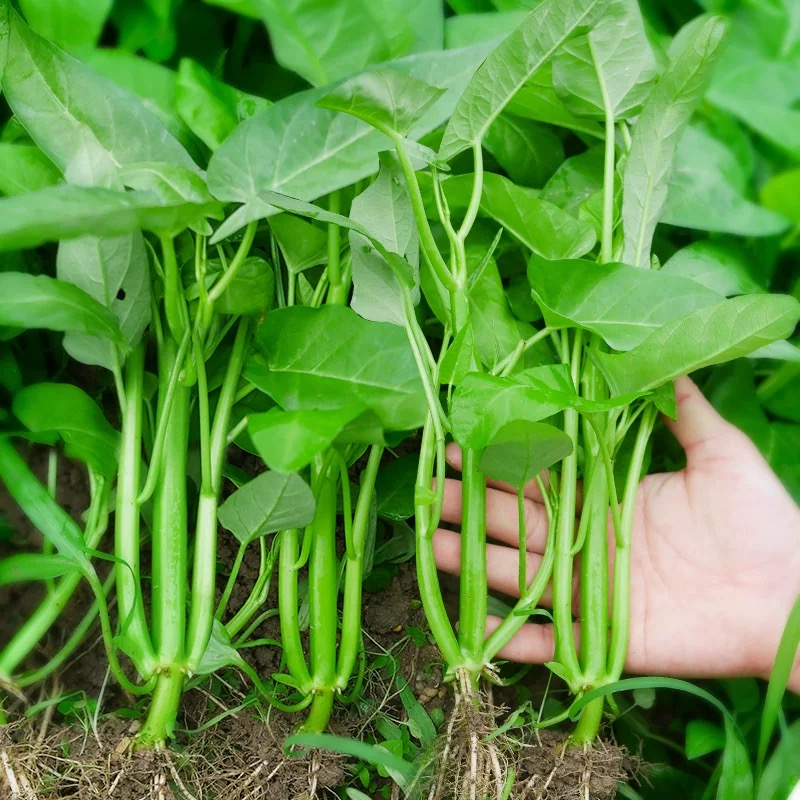 100 seeds Chinese Kangkong Seeds- Upland Kang kong -Hybrid Seeds /Easy ...