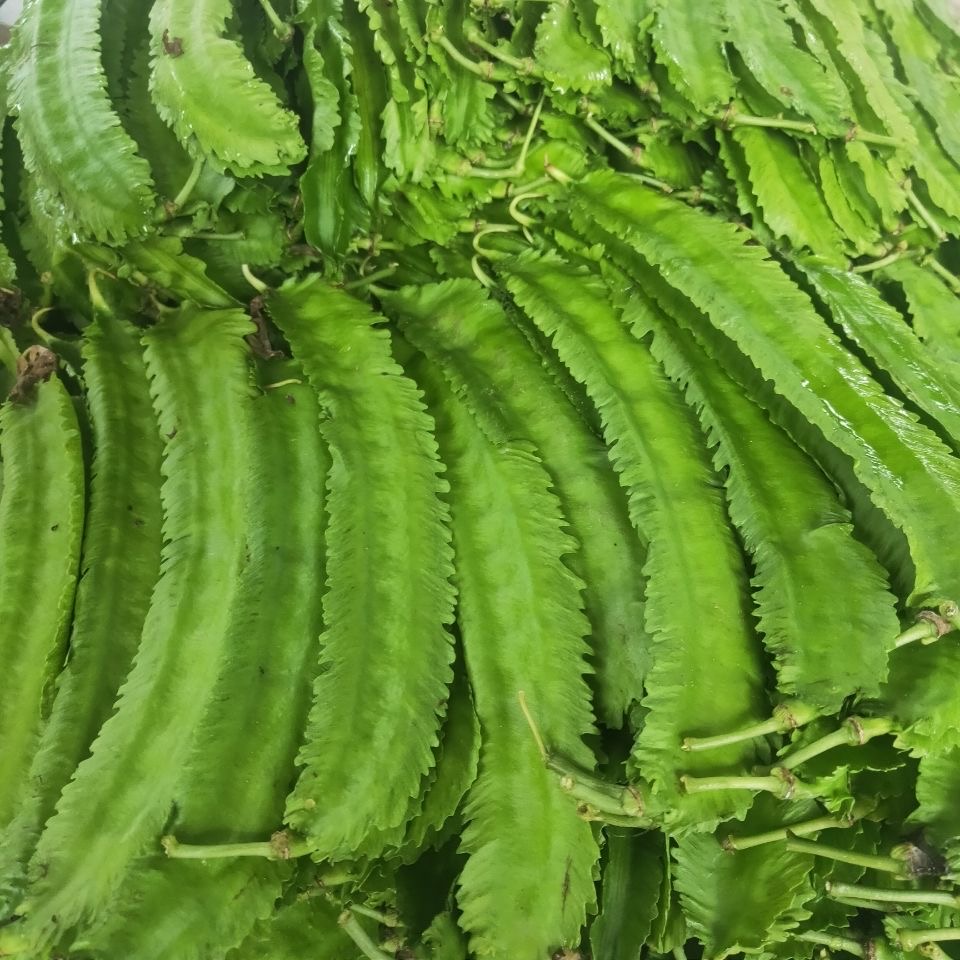 5 seeds High Yield Fresh Winged Bean Seeds Long Sigarilyas Seeds for ...