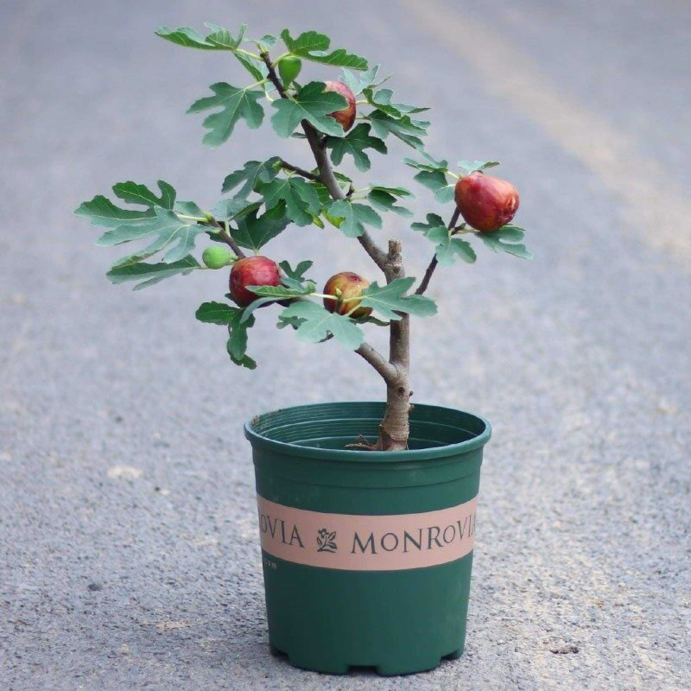 200seeds/pack Rare Fig Tree Seeds for Planting-Tropical Ficus Carica ...