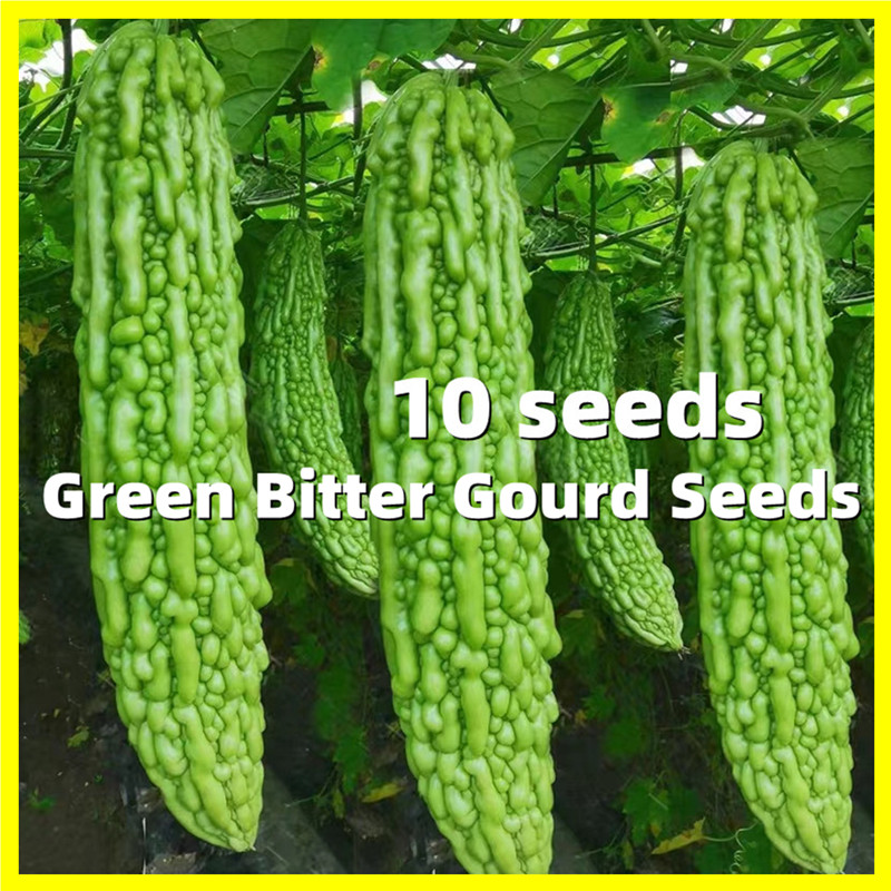 10 bitter aourd seeds - condor seeds - plant seed - vegetable seeds ...