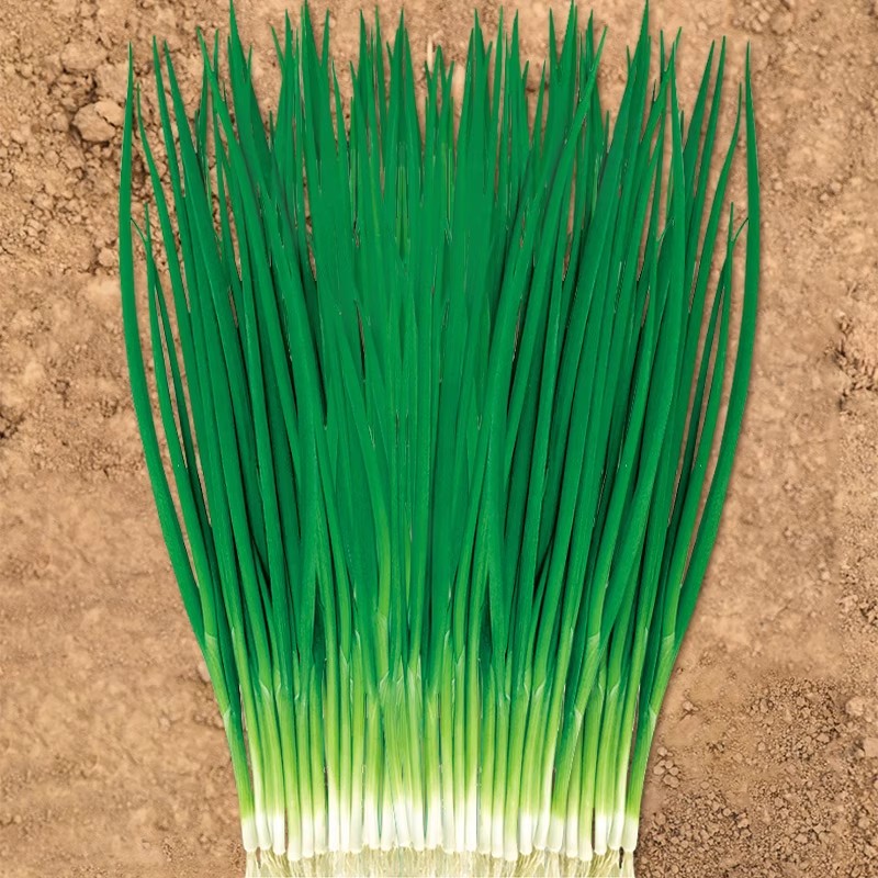 (500 SEEDS) DAHON NG SIBUYAS/BUNCHING ONION -/JAKKOU VARIETY/EASY TO ...