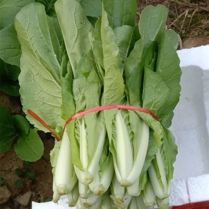 (500 SEEDS) PECHAY PAVITO SEEDS - HYBRID/EASY TO GROW | Shopee Philippines