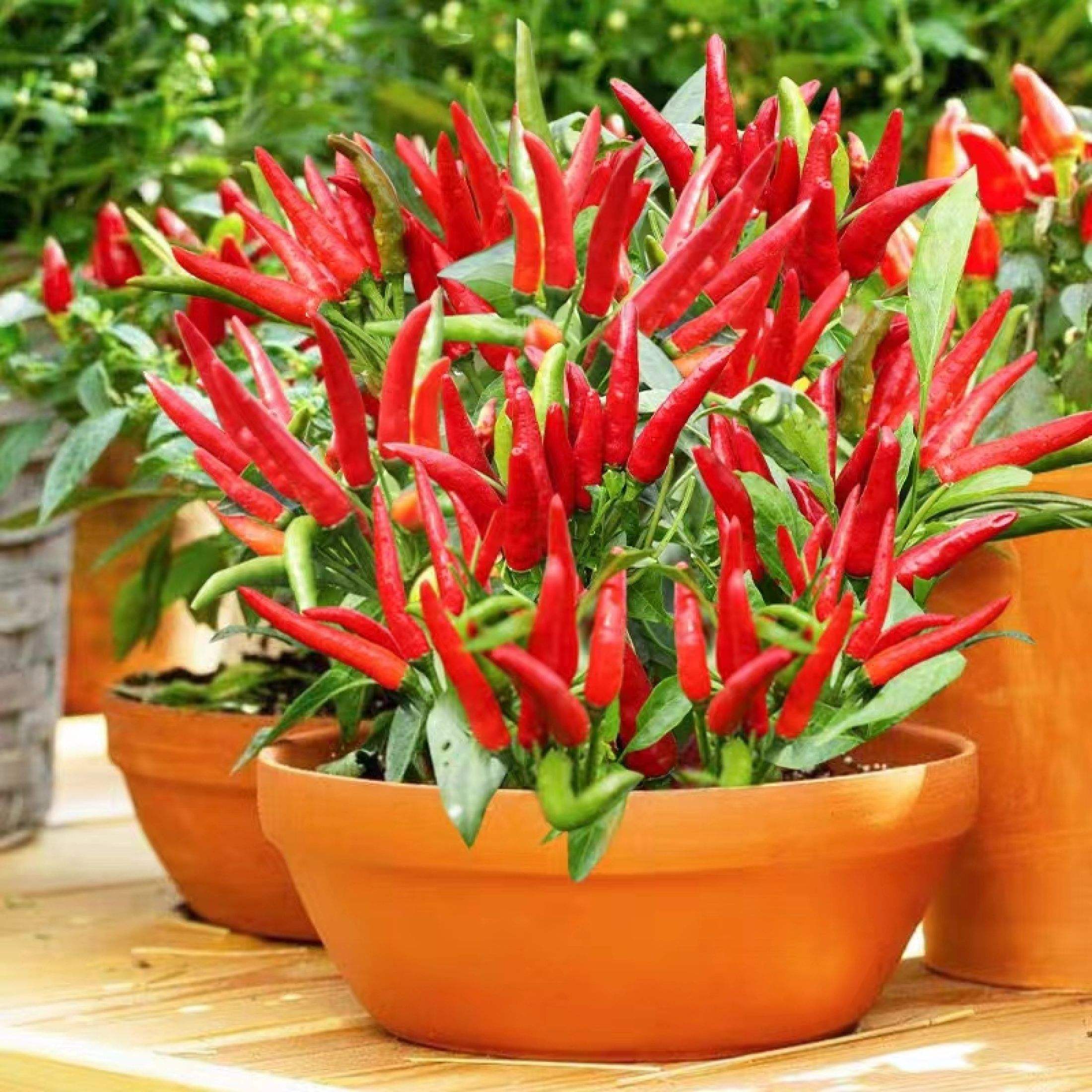 100 Seeds/pack Siling Labuyo Hybrid - Hot Pepper Taiwan Chili / Siling ...
