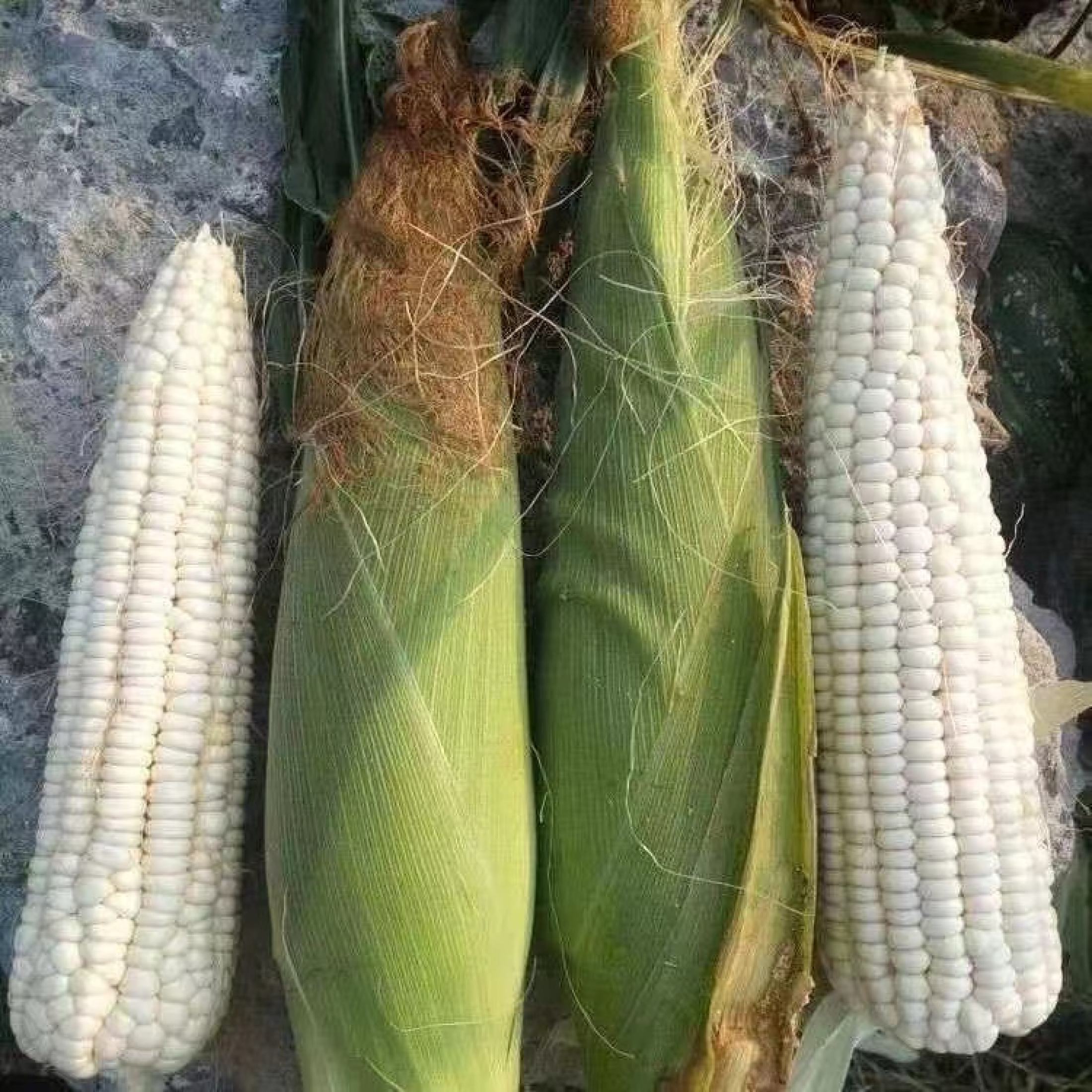 Sweet Glutinous White Corn Seeds - (30seeds) WHITE LAGKITAN CORN/Waxy ...