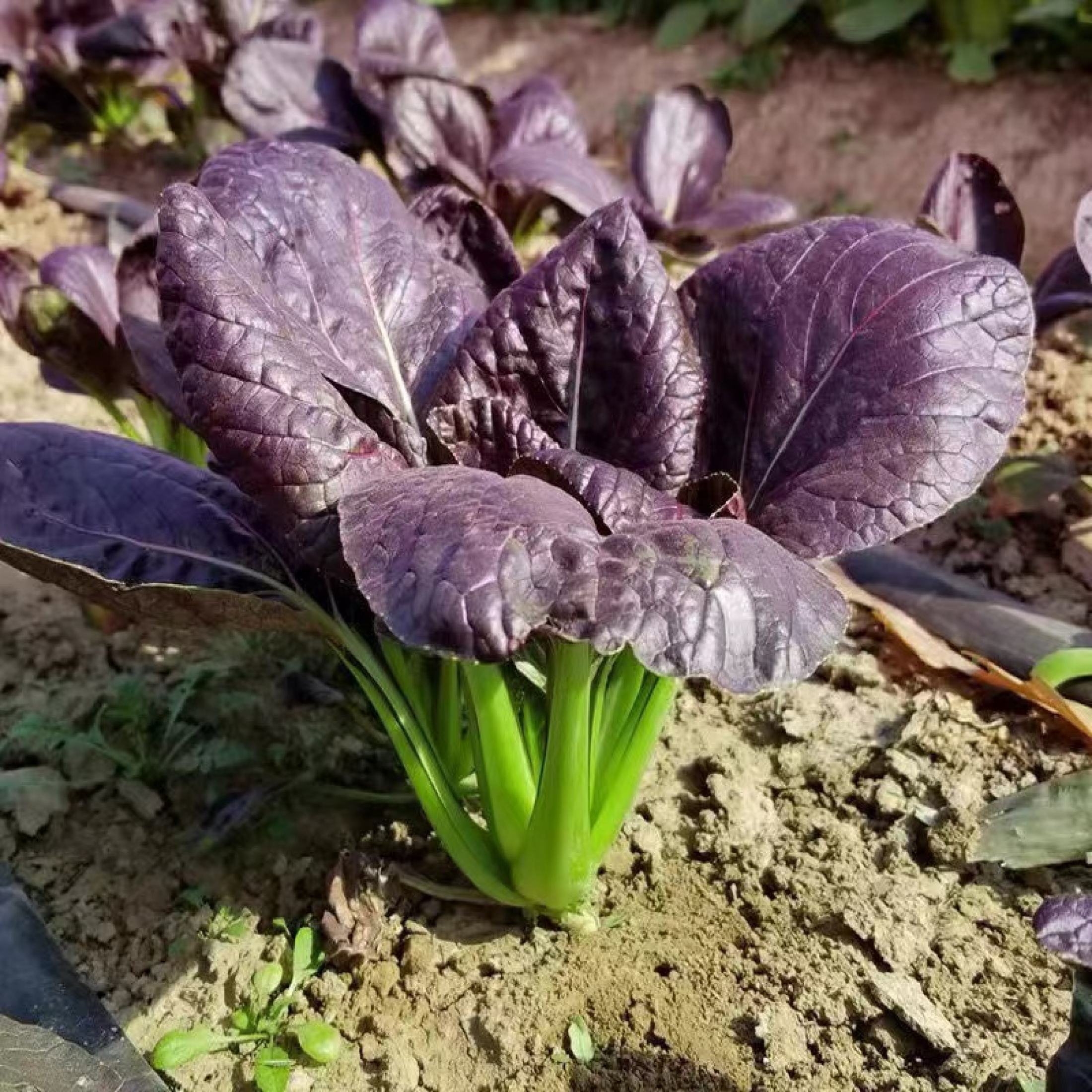 Purple Pechay Pak Choi Vegetable Seeds ( 500 seeds )-Purple PAKCHOI ...