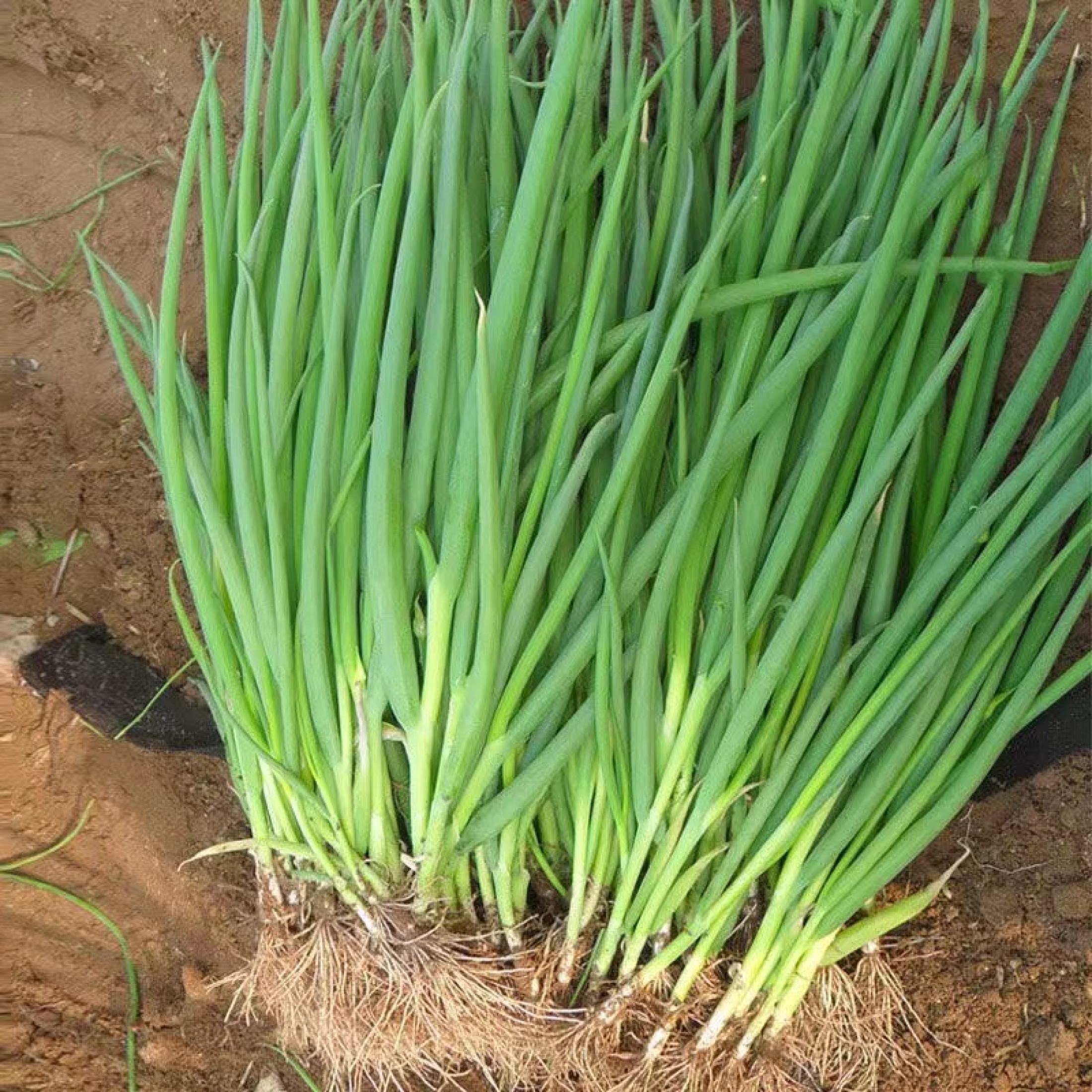 (500 SEEDS) DAHON NG SIBUYAS/BUNCHING ONION /JAKKOU VARIETY/EASY TO ...