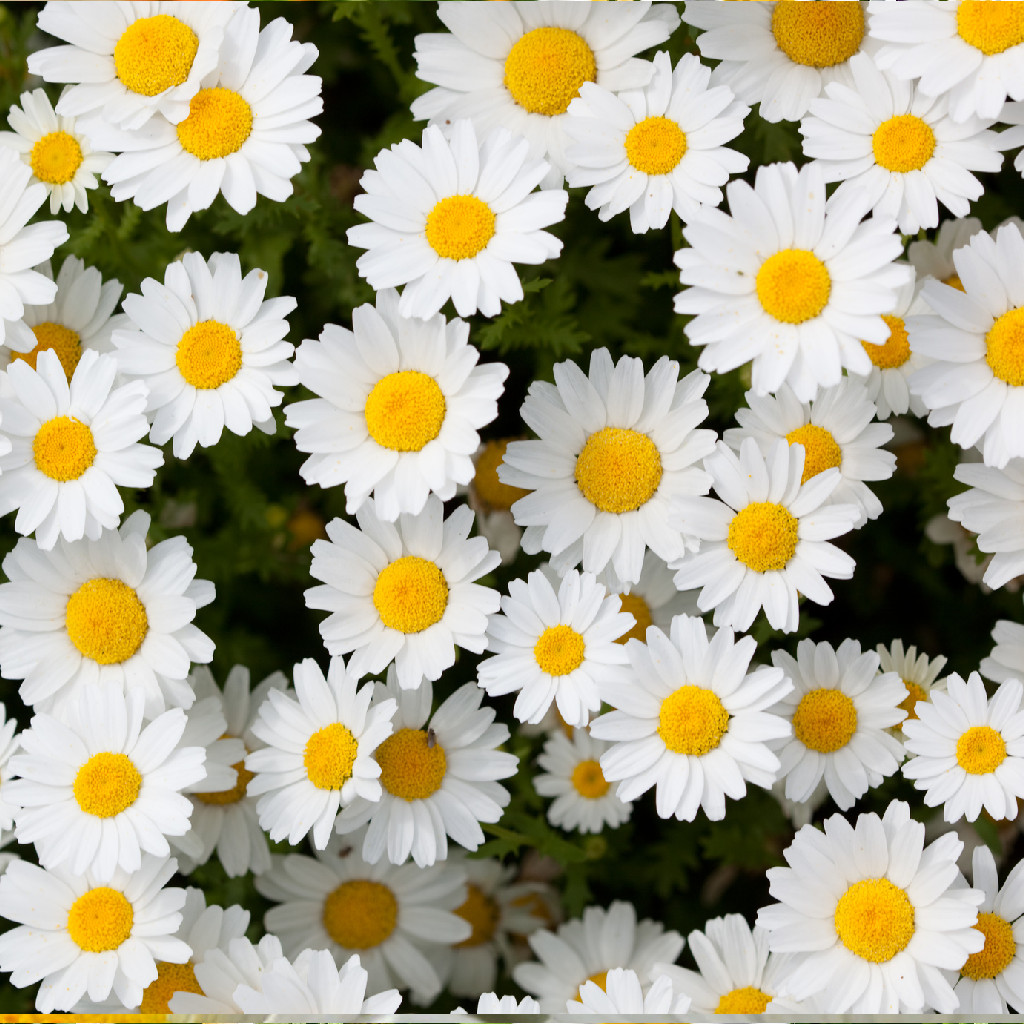 Dwarf Daisy Flower Seeds - 1000 Compact Variety Low Water Needs Perfect ...