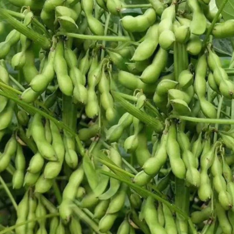 20 seeds Original Edamame Seeds for Planting Vegetables High Yield ...
