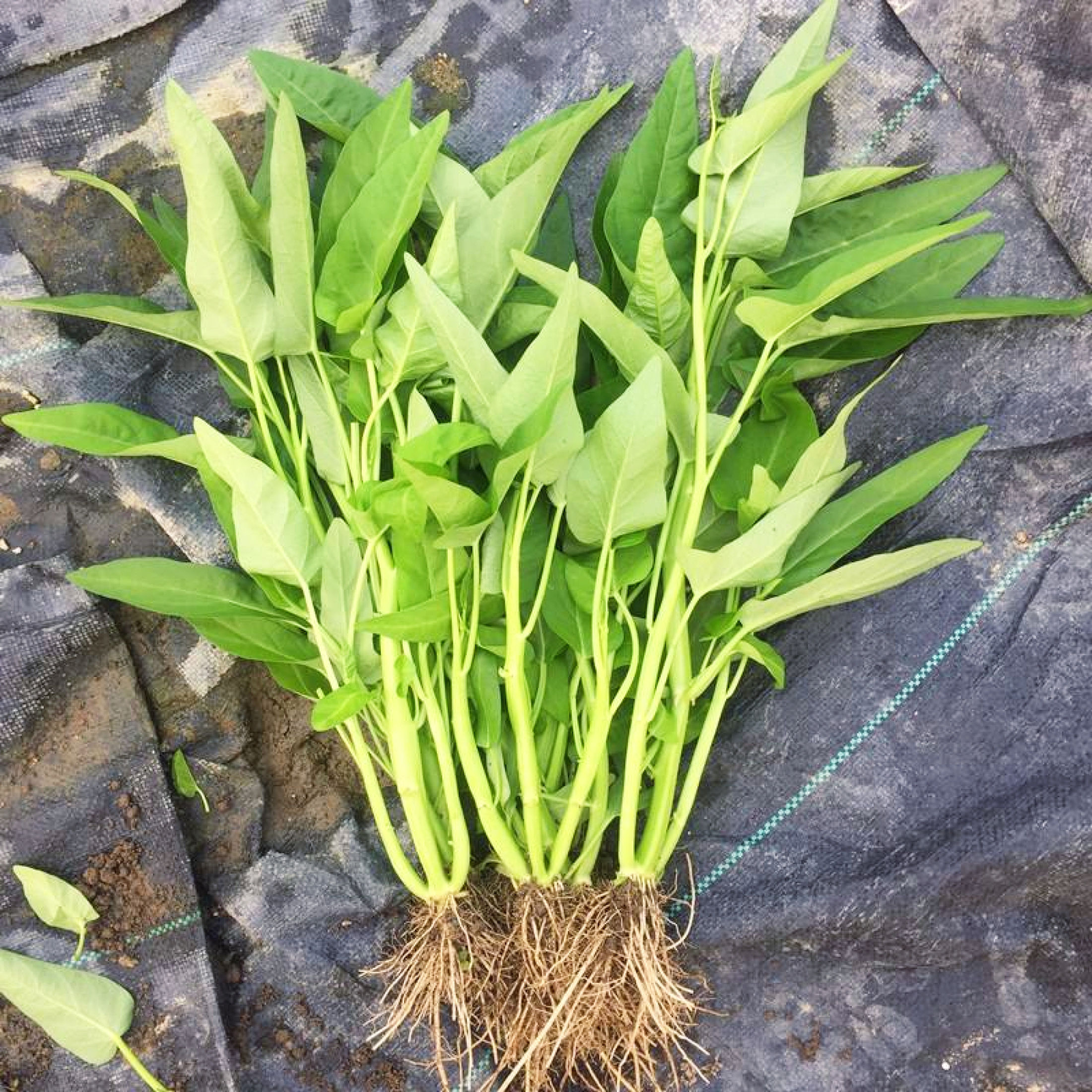 Chinese Kangkong Seeds /（150seeds） Upland Kang kong / Water Spinach ...