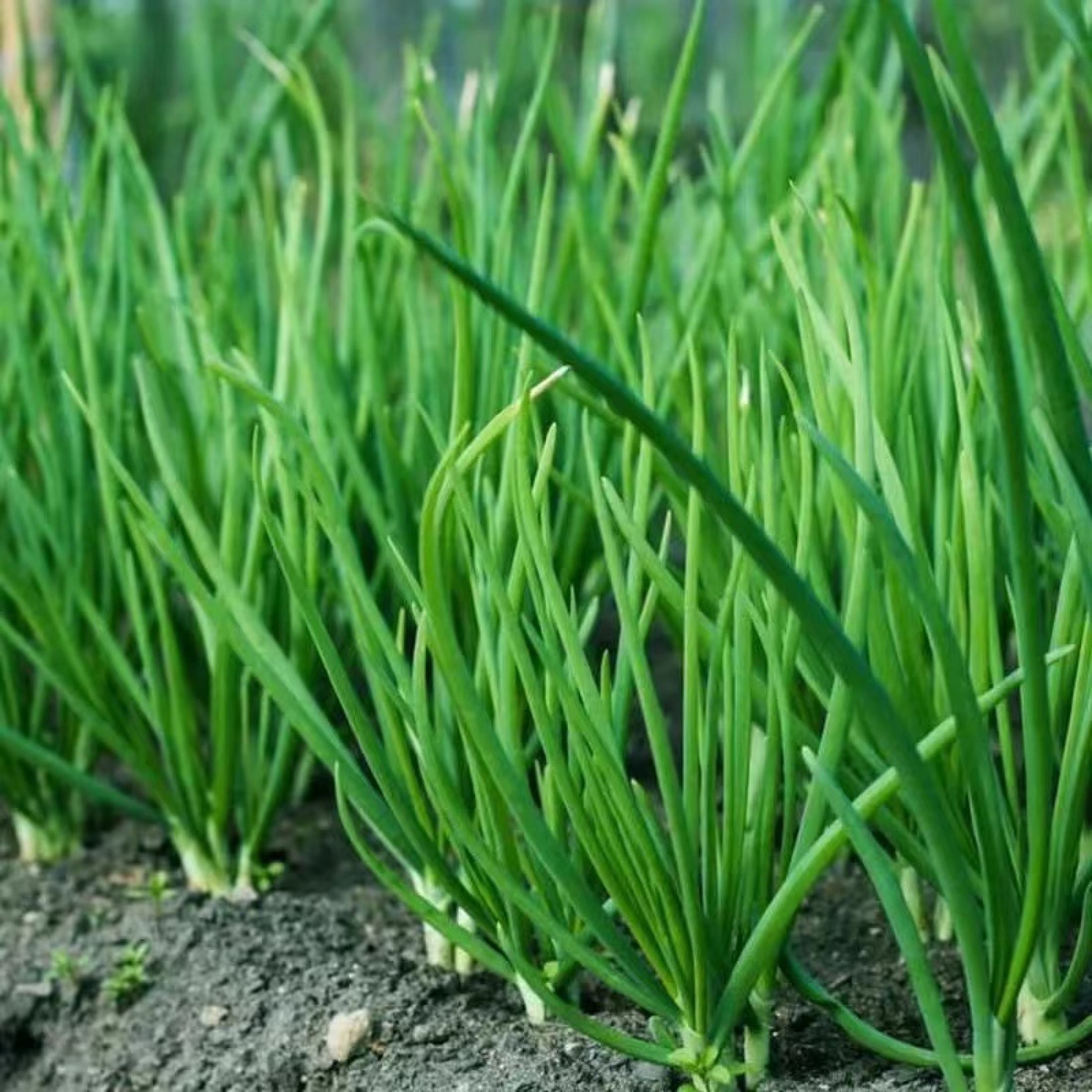 (500 SEEDS) DAHON NG SIBUYAS/BUNCHING ONION /JAKKOU VARIETY/EASY TO ...