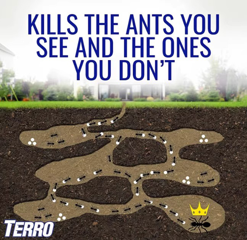 TERRO Liquid Ant Killer, 2.0 fl.oz Infect and kill ants | Shopee ...