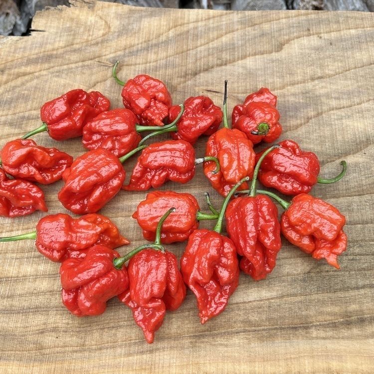 150 seeds Carolina Reaper Seeds Good quality / High yields/Fast growth | Shopee Philippines