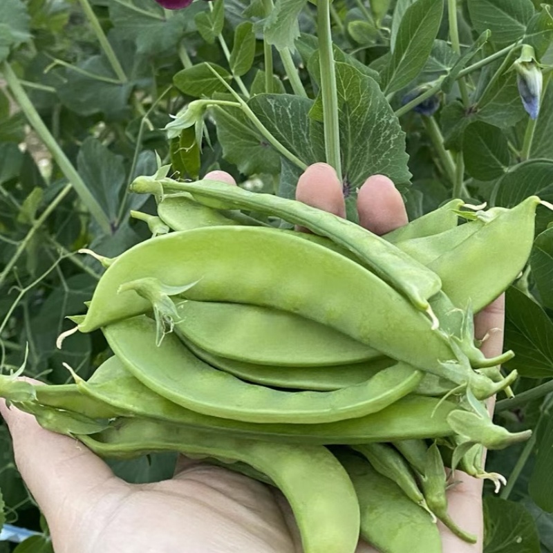 20 seeds Snow pea Seeds - Sitsaro Seeds Good quality / High yield ...