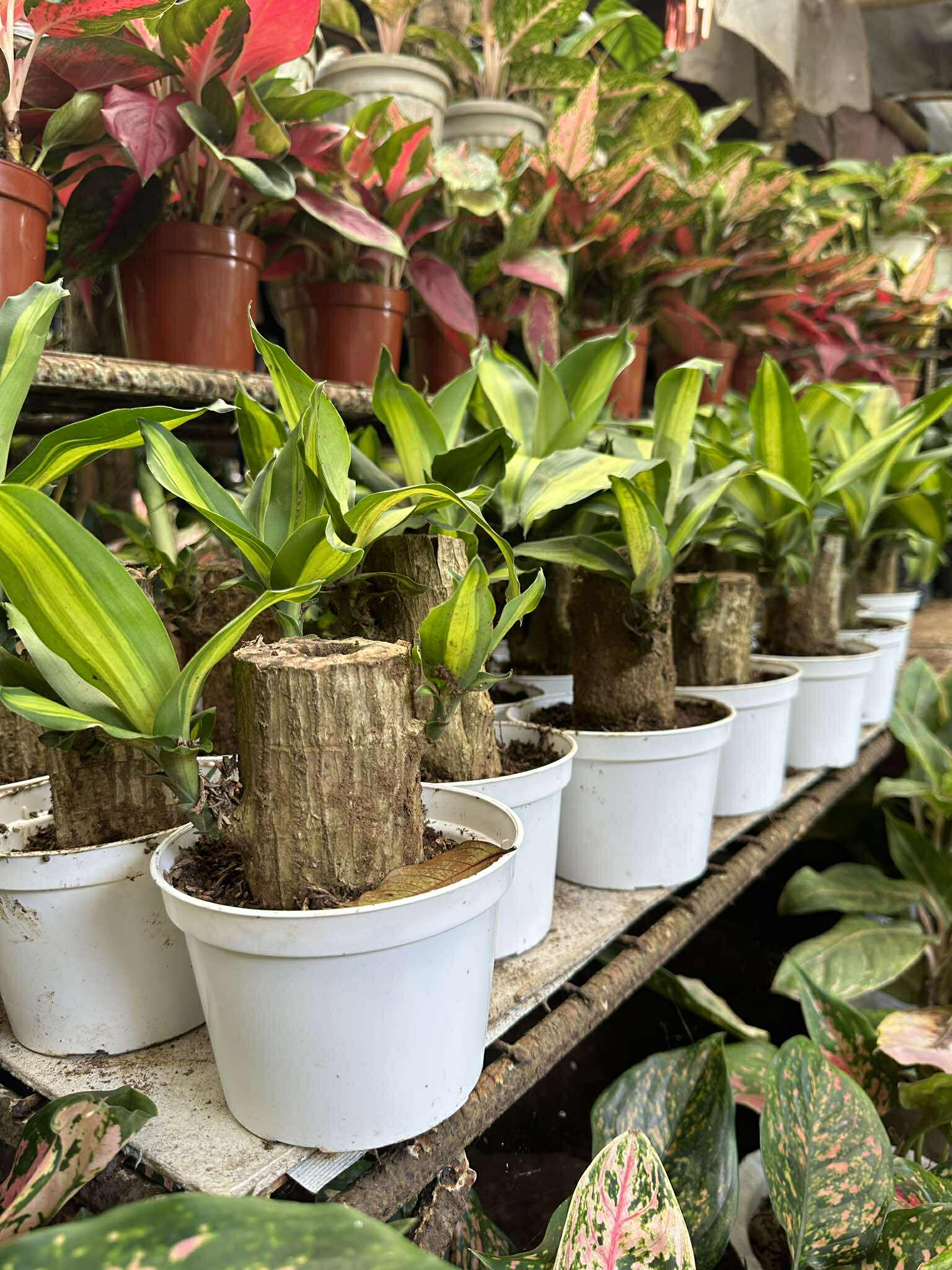 Fortune Plant with FREE plastic pot and garden soil | Shopee Philippines