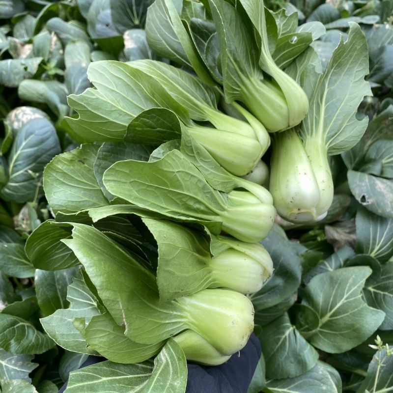 (500Seeds)Pak Choi Seeds for Planting Vegetables Bonsai Vegetable Seed ...