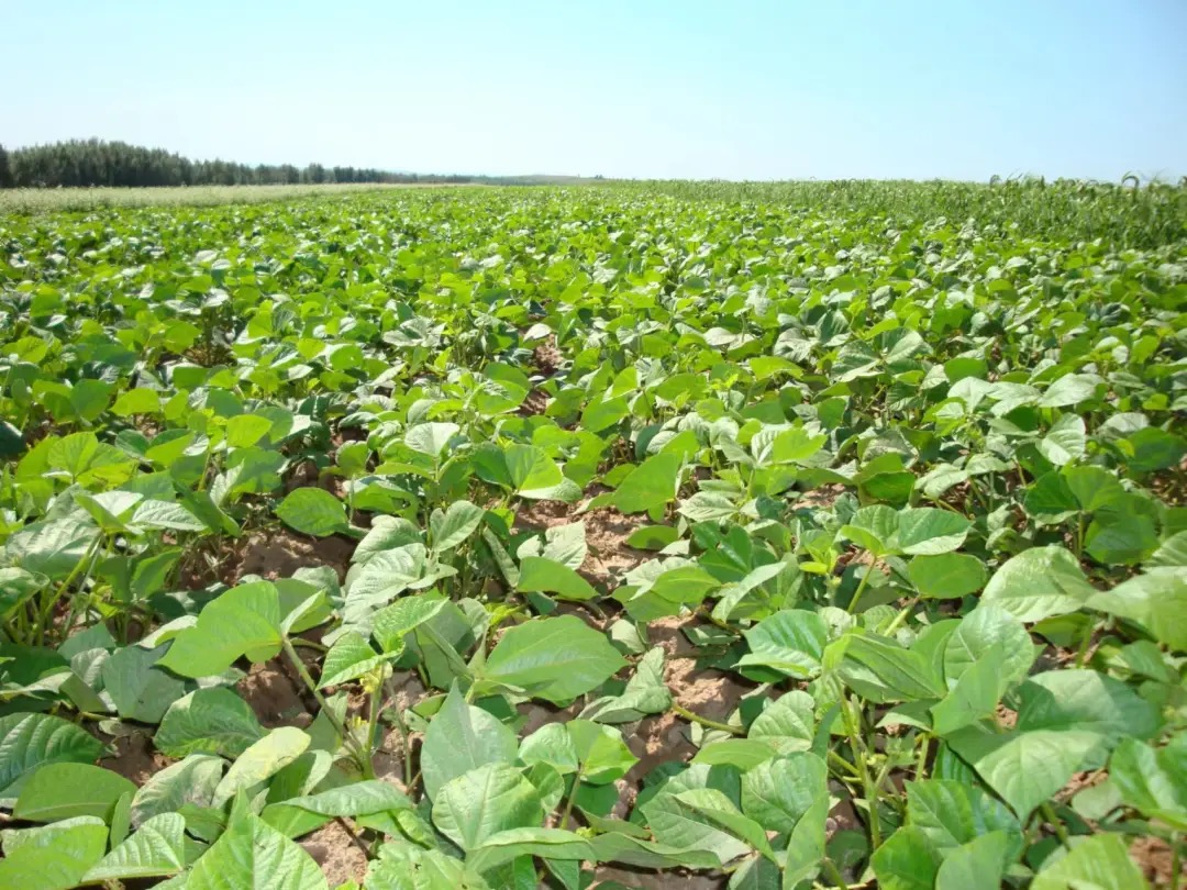 20 Red Munggo Bean Seeds Rare Bean Seeds Mung Bean Seeds Garden Beans ...